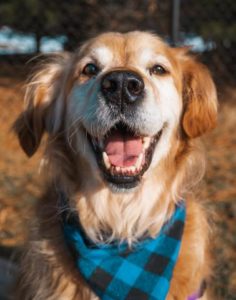 Adopted RAGOM Dogs| Retrieve a Golden of the Midwest