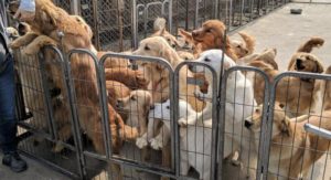 Adopt A Golden Retriever| Retrieve a Golden of the Midwest