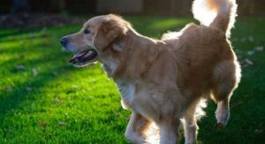 The Golden Retriever | Retrieve a Golden of the Midwest