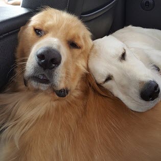 RAGOM Board | Retrieve a Golden of the Midwest