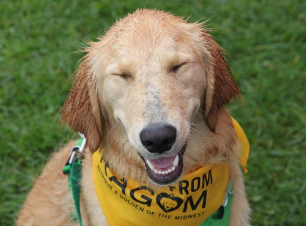 A Good Cause. A Great Day. Goldzilla 2019, It Was GIGANTIC! | Retrieve ...