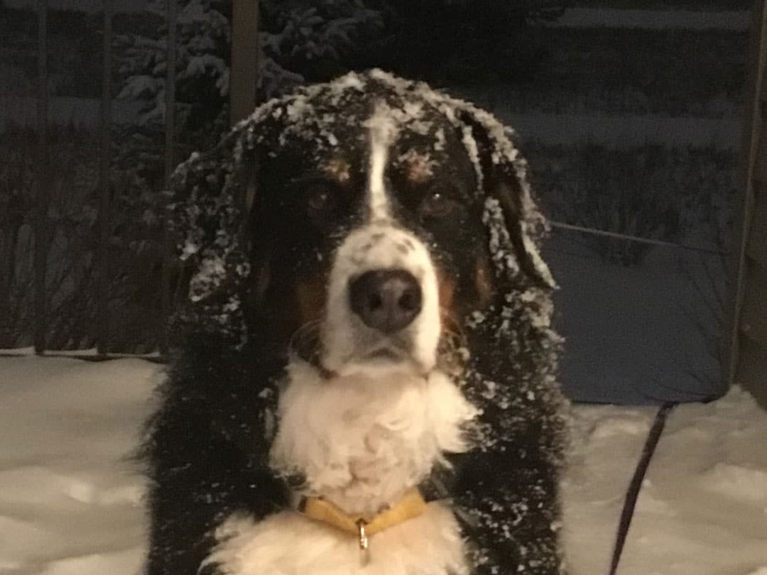 RAGOM Board | Retrieve a Golden of the Midwest