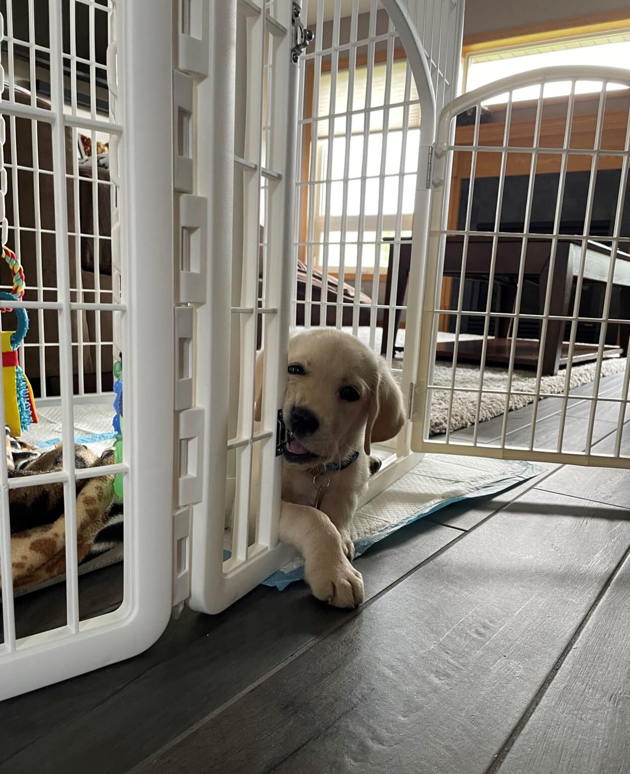 Volunteer With RAGOM | Retrieve a Golden of the Midwest