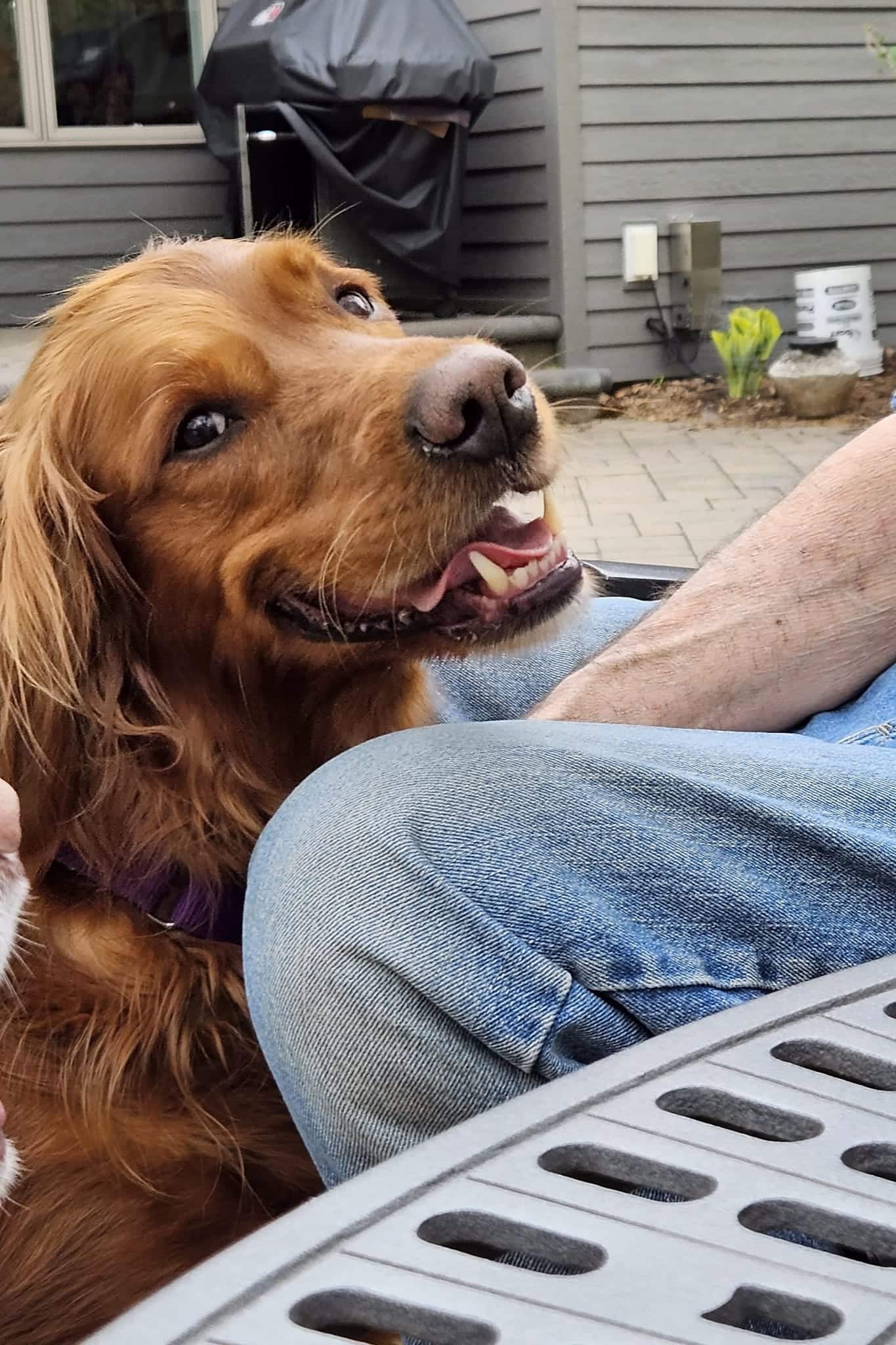 Post Adoption | Retrieve a Golden of the Midwest | Adopt A Golden Retriever