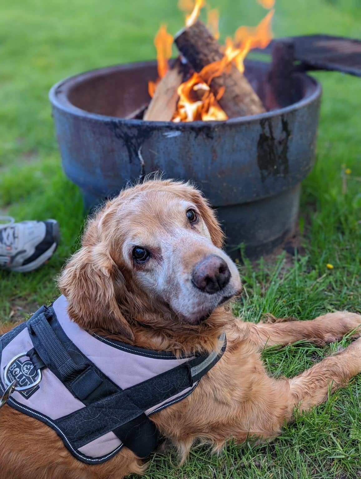 Senior Golden Retrievers | Retrieve a Golden of the Midwest