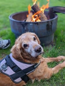 Senior Golden Retrievers | Retrieve a Golden of the Midwest
