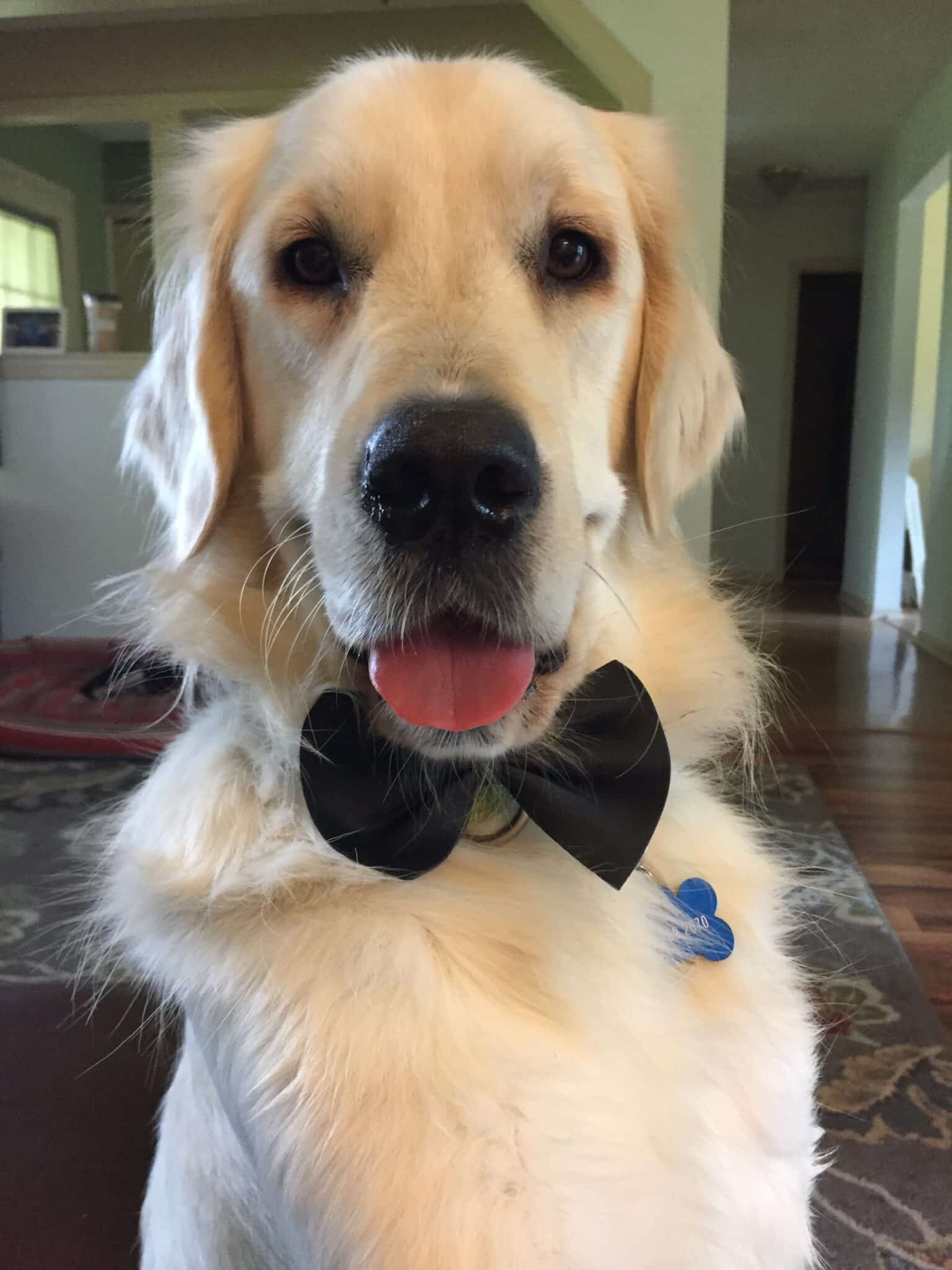 Adopted RAGOM Dogs| Retrieve a Golden of the Midwest