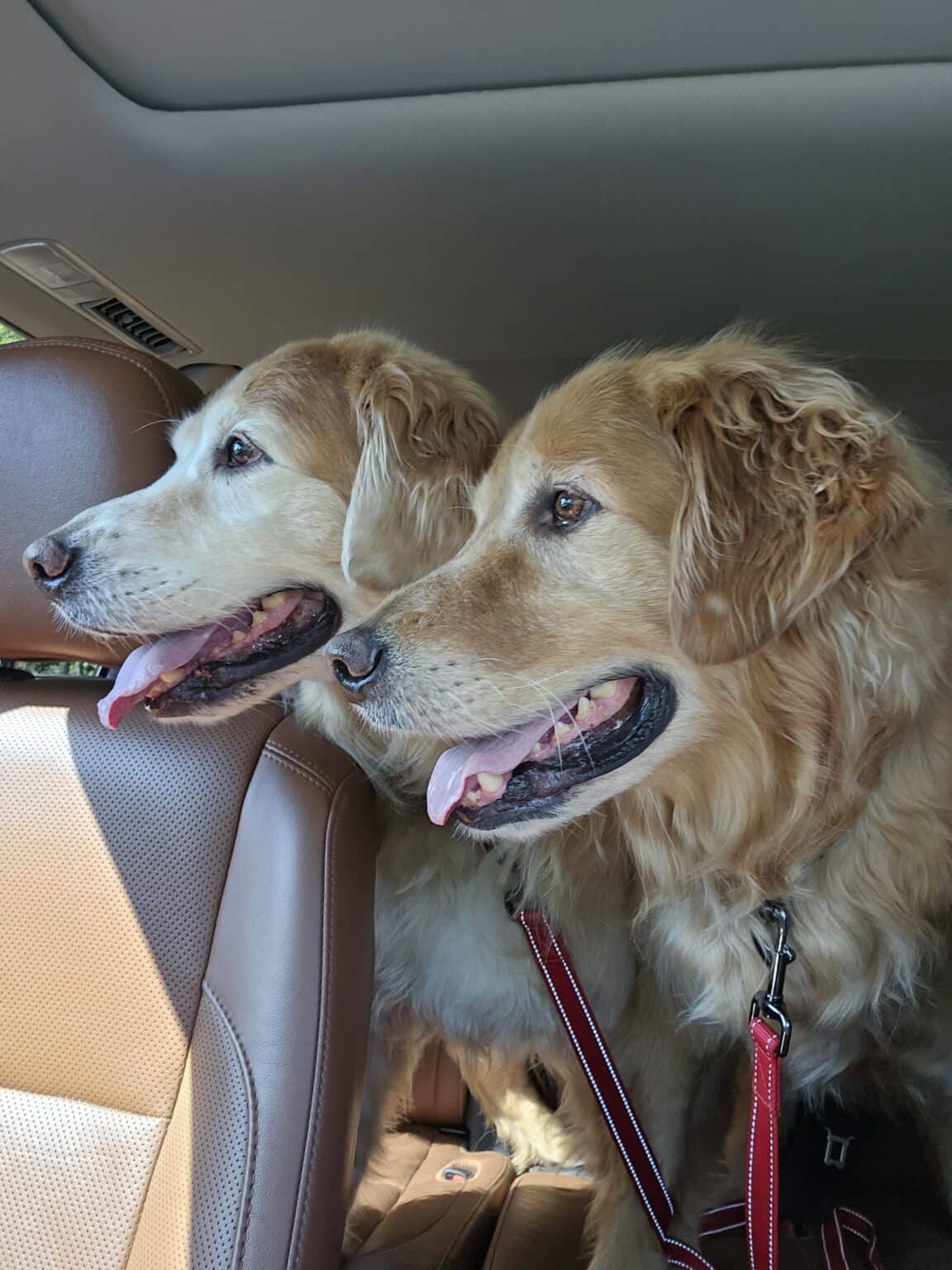 RAGOM Board | Retrieve a Golden of the Midwest