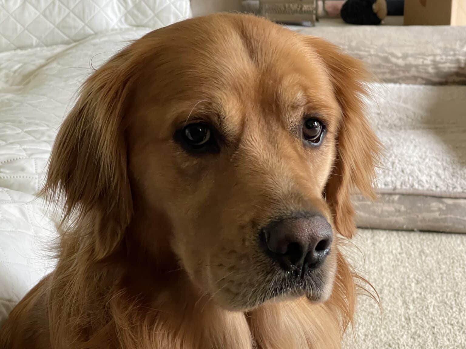 RAGOM Board | Retrieve a Golden of the Midwest