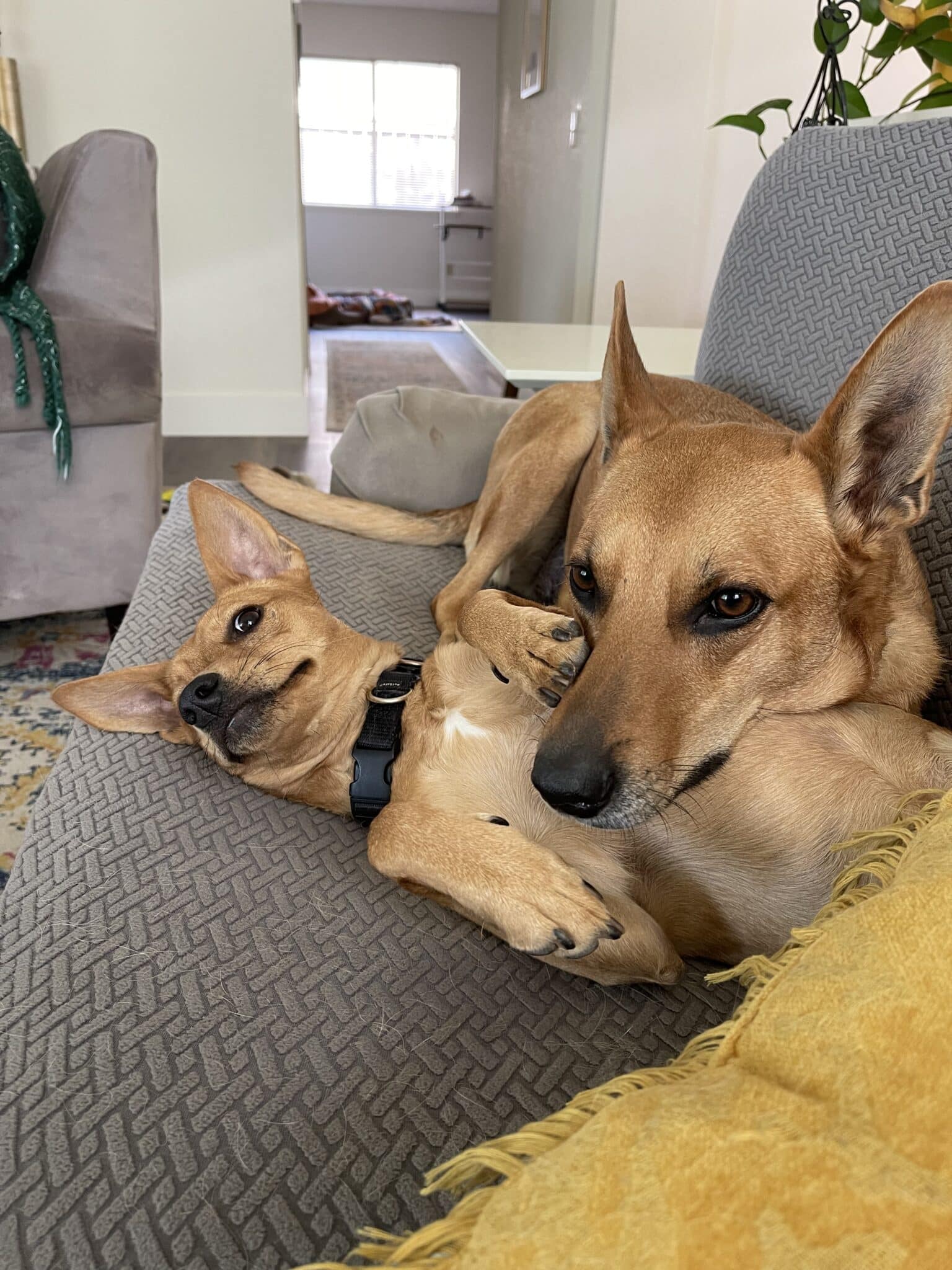 RAGOM Board | Retrieve a Golden of the Midwest