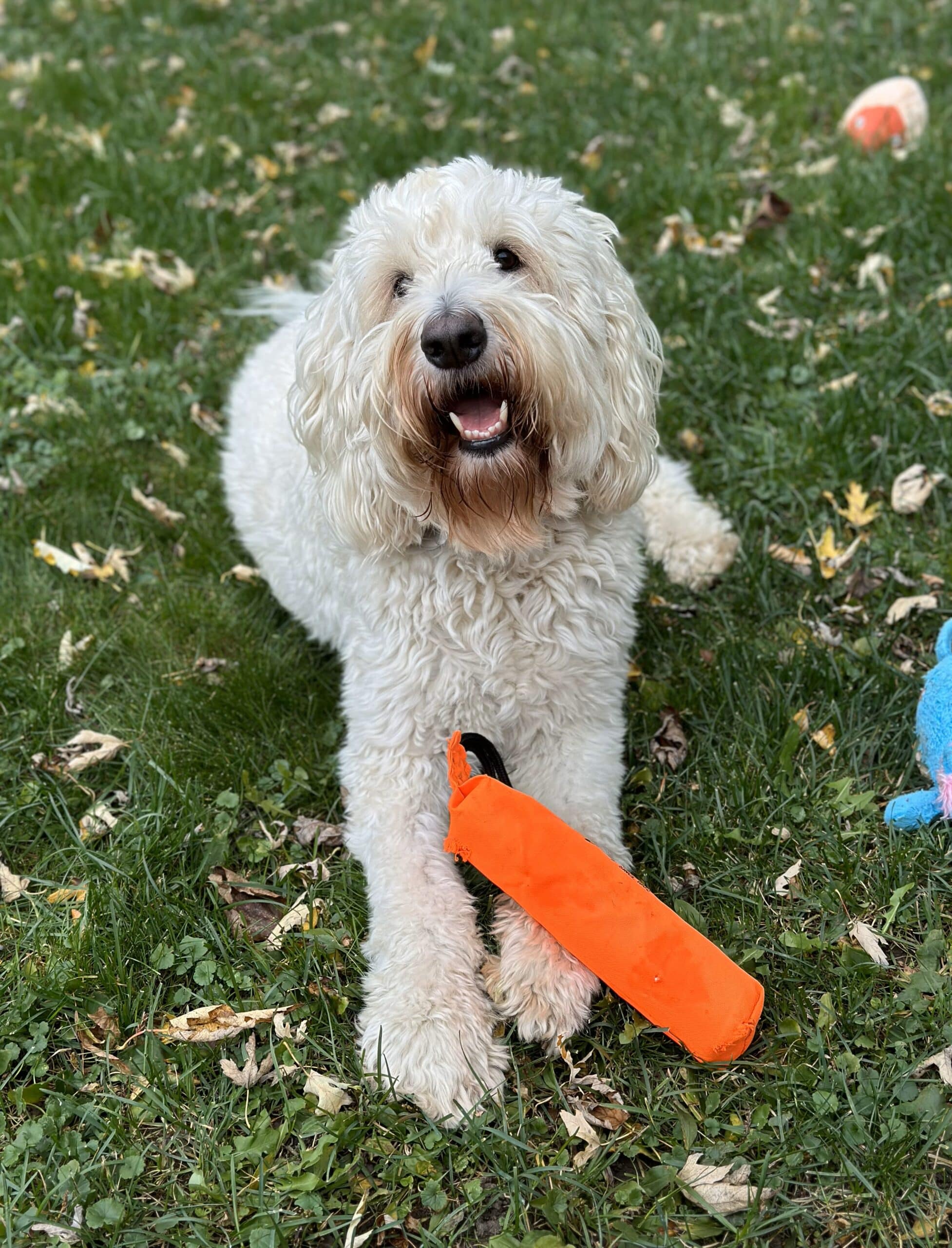 RAGOM Board | Retrieve a Golden of the Midwest
