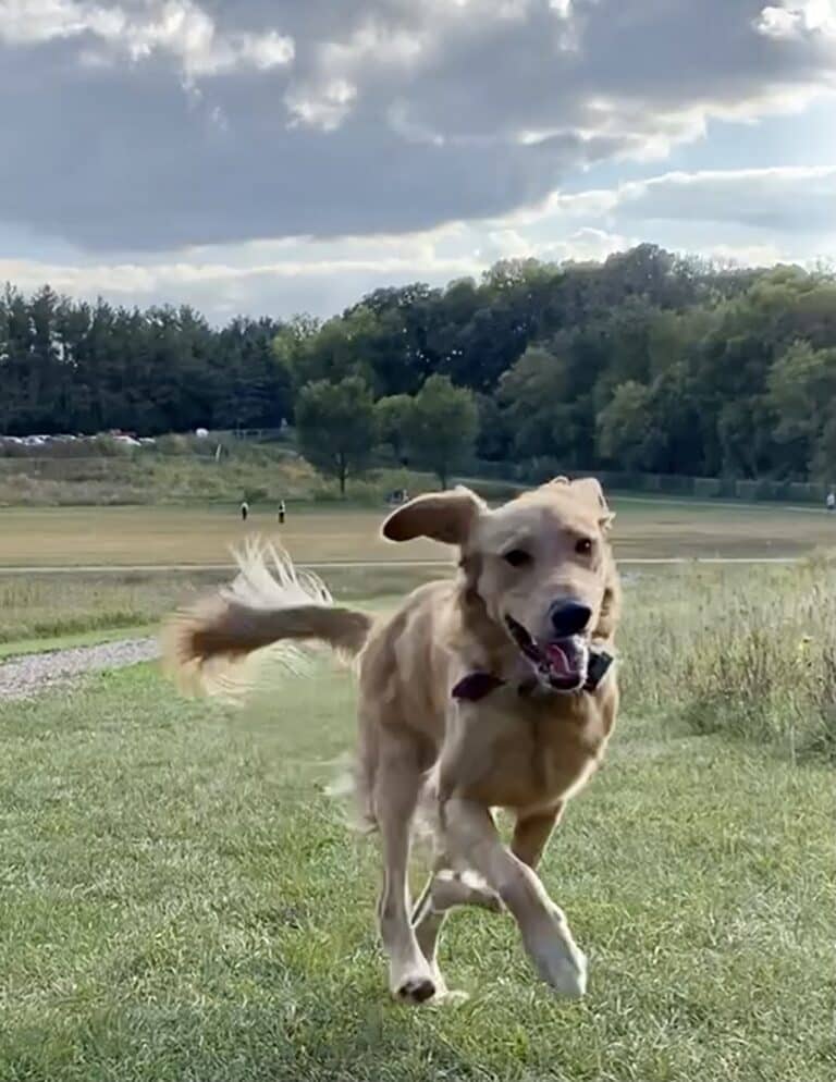 RAGOM Board | Retrieve a Golden of the Midwest