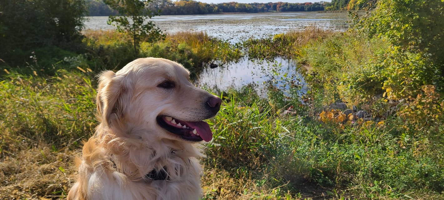 Why Choose Rescue | Retrieve a Golden of the Midwest