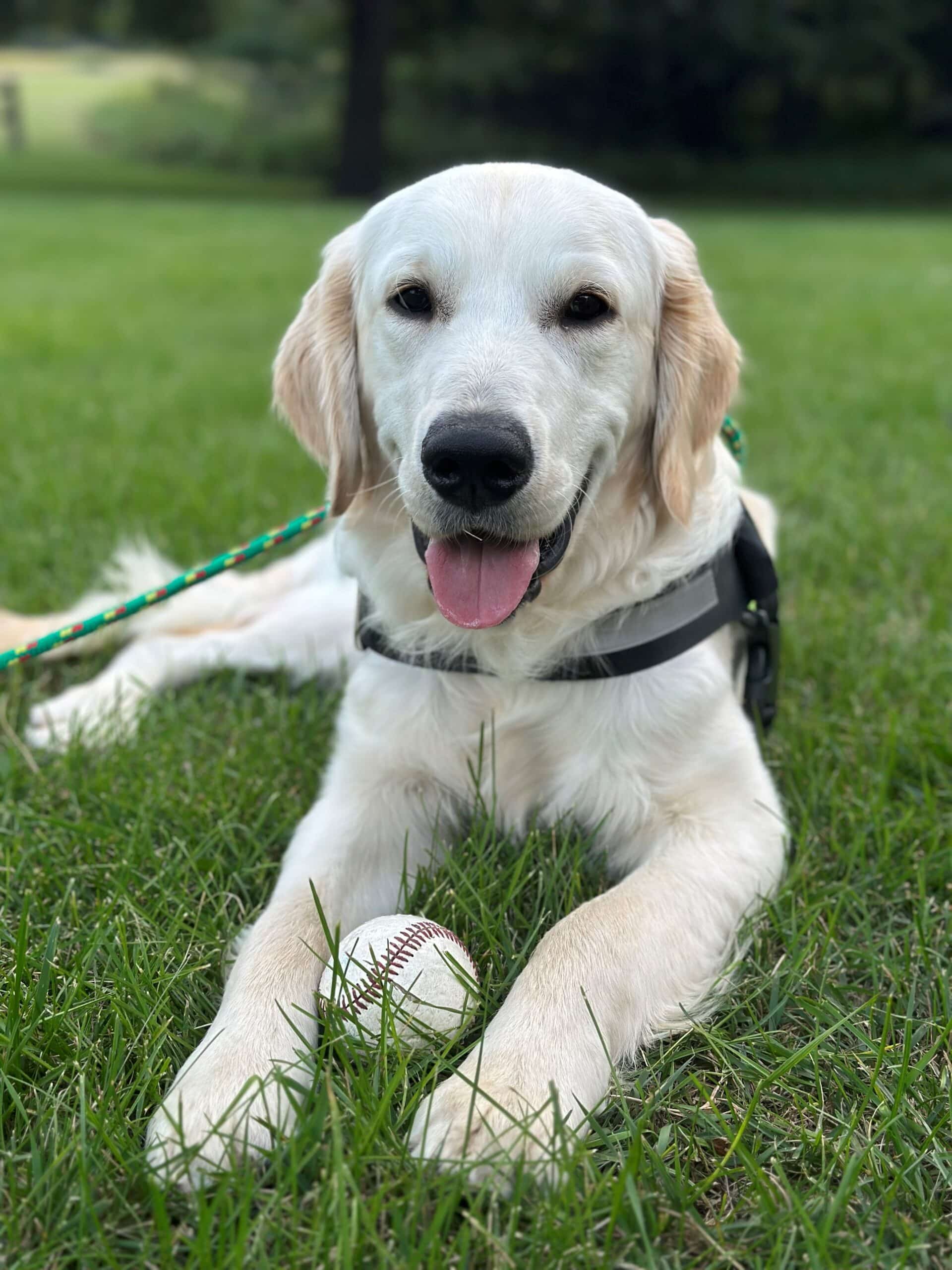 Foster Care for Golden Retrievers | Retrieve a Golden of the Midwest