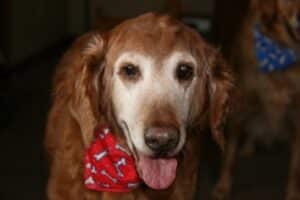 RAGOM Board | Retrieve a Golden of the Midwest