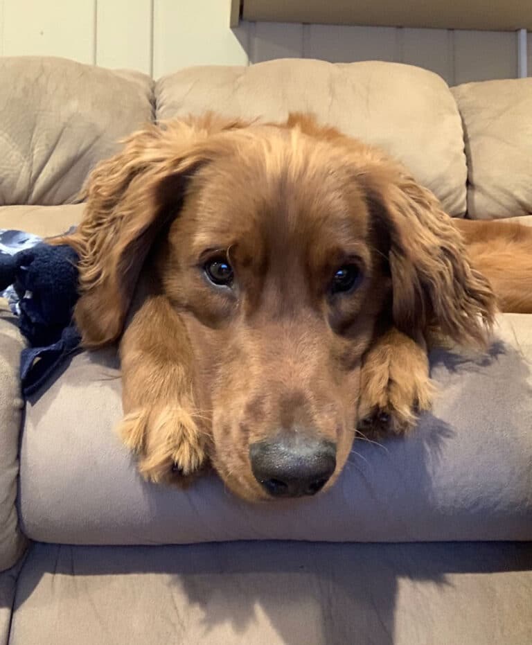 RAGOM Board | Retrieve a Golden of the Midwest